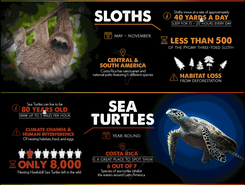 3 Eye Opening Infographics On Endangered Wildlife PixlParade